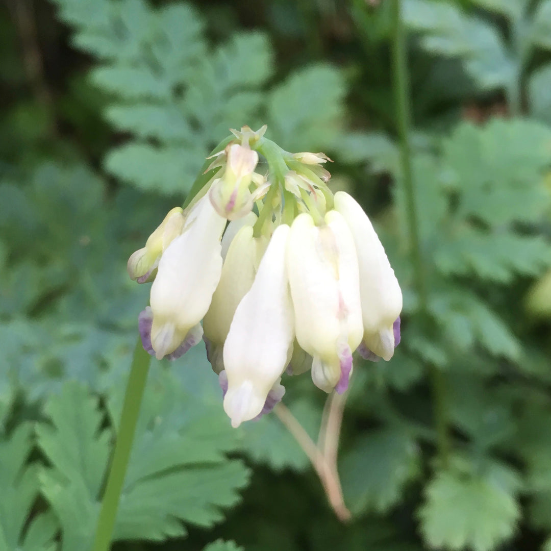 dicentra alba